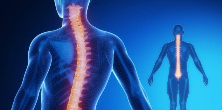 Selkäydin: anatomia ja fysiologia - Selkäranka - Mielen Ihmeet