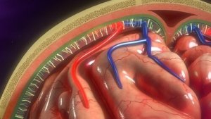 Aivokalvojen rakenne ja toiminta - Aivokalvot - Mielen Ihmeet